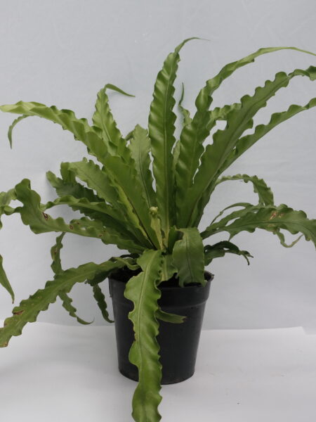 Victoria Fern - Asplenium Nidus 'Antiquum' - Urban Roots