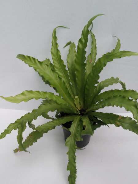 Victoria Fern - Asplenium Nidus 'Antiquum' - Urban Roots