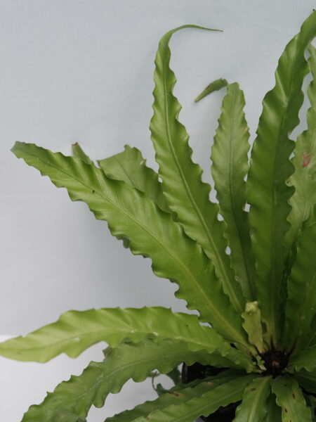 Victoria Fern - Asplenium Nidus 'Antiquum' - Urban Roots