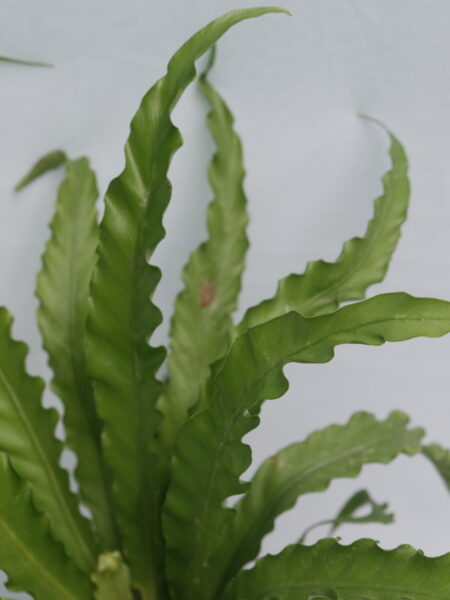 Victoria Fern - Asplenium Nidus 'Antiquum' - Urban Roots