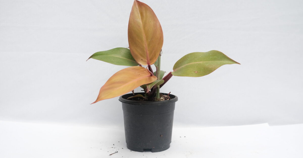 Philodendron Cardinal Chocolate - M - Urban Roots
