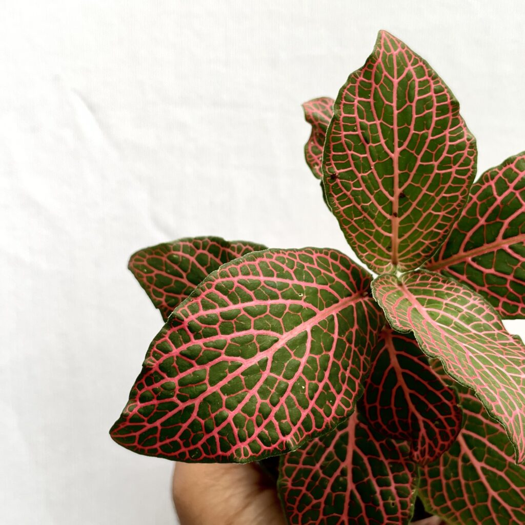 All Plants Archives - Urban Roots