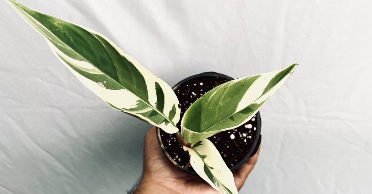 Heliconia Variegated - Urban Roots