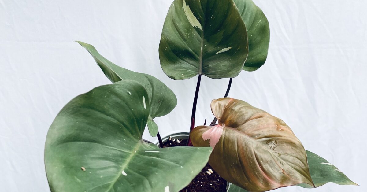 Philodendron Pink Princess - Node propogated - Urban Roots