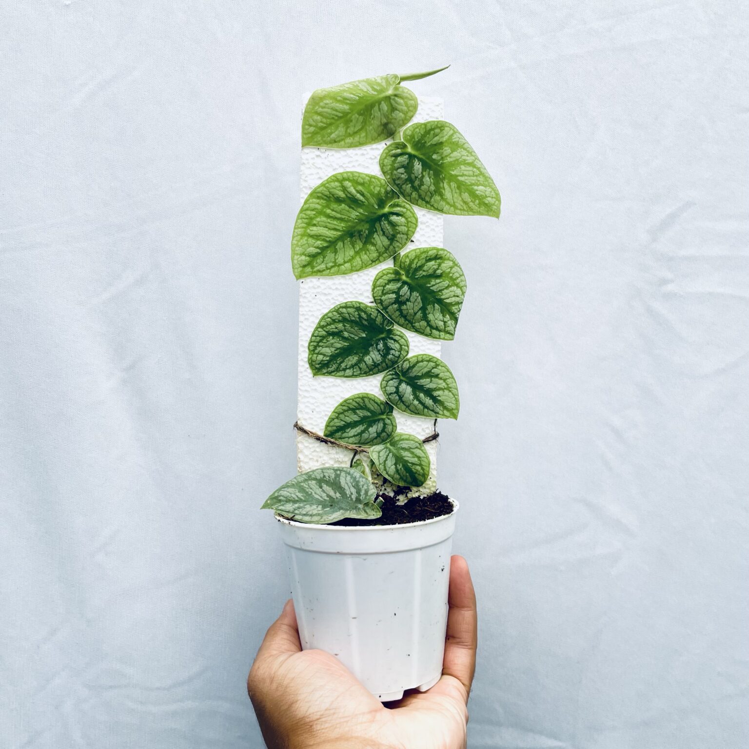 Urban Roots - Urban Roots Plants that thrive, delivered to your doorstep.