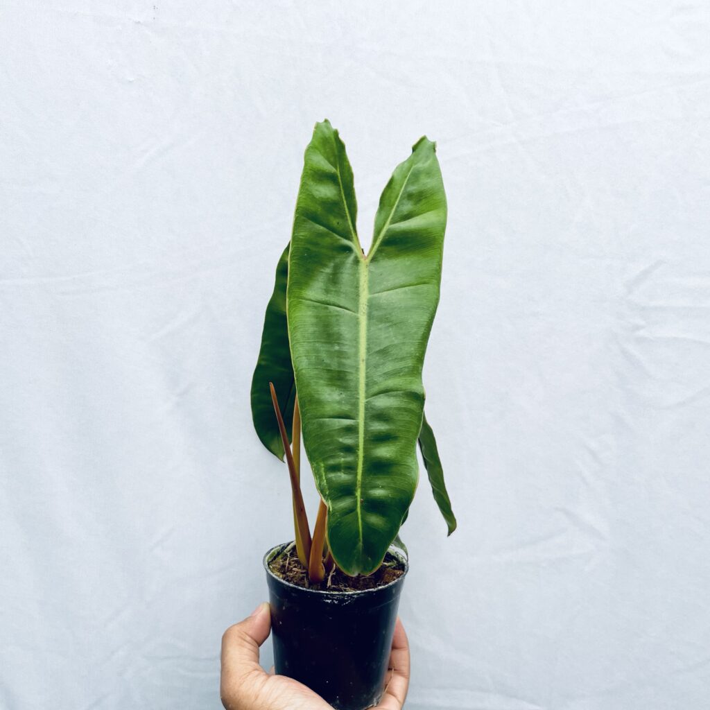 Urban Roots - Plants that thrive, delivered to your doorstep.