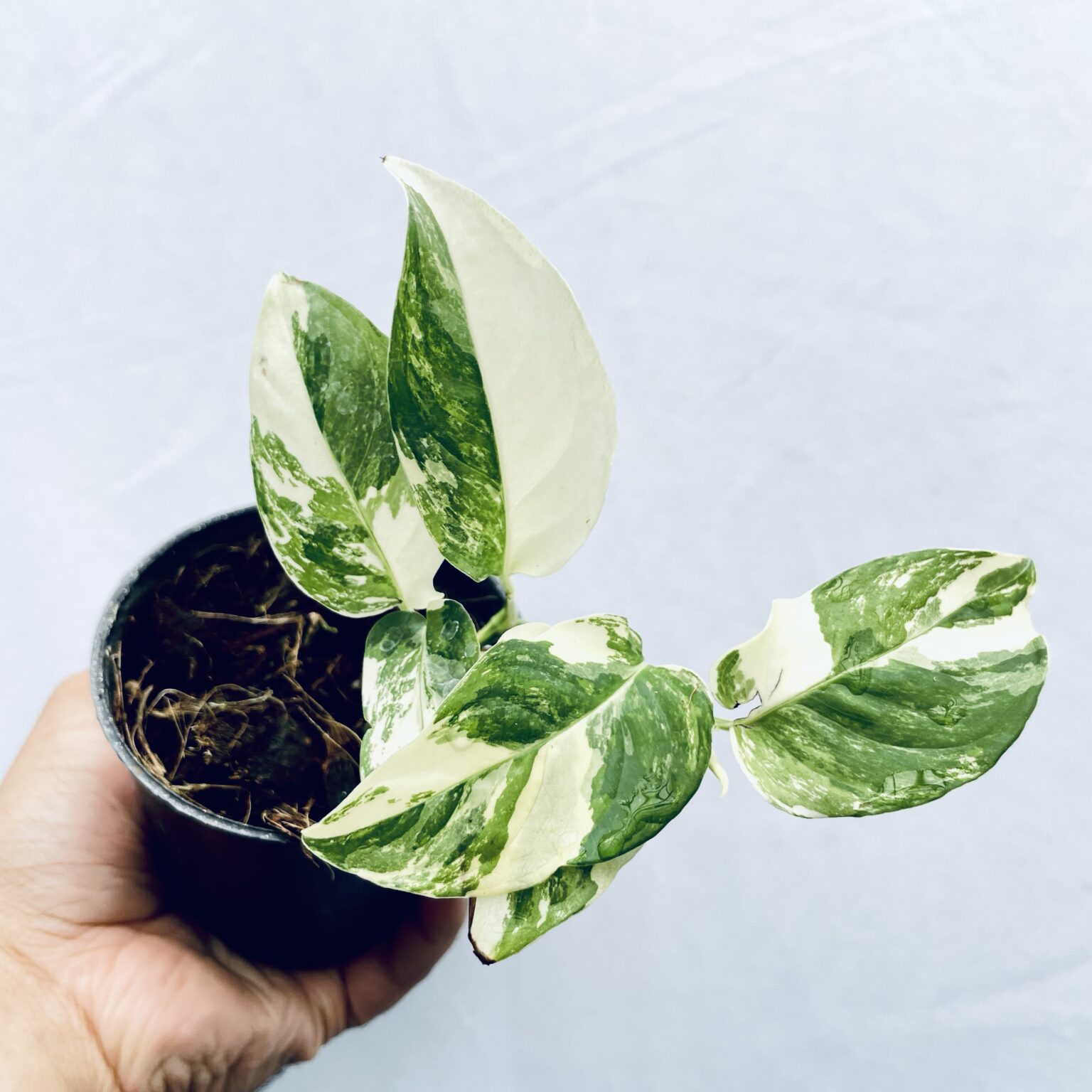 Urban Roots - Plants that thrive, delivered to your doorstep.