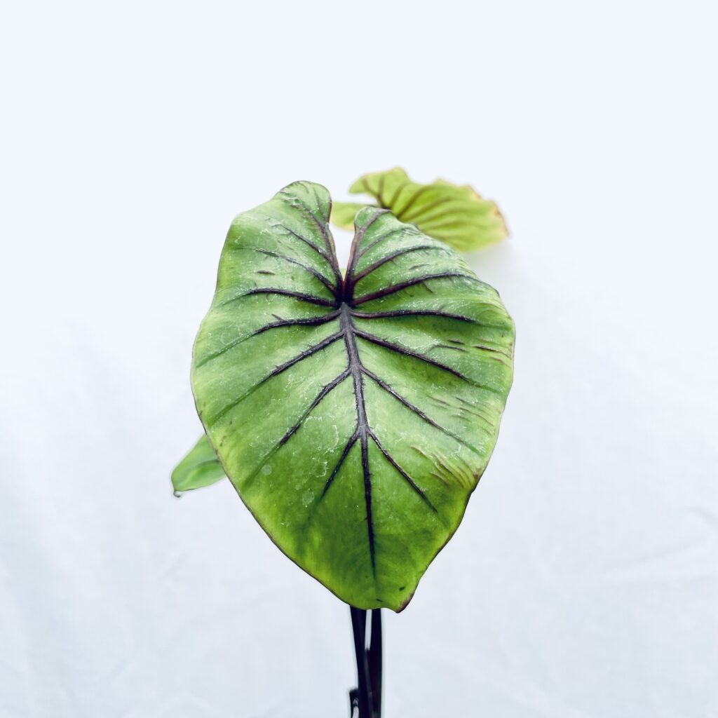 Urban Roots - Urban Roots Plants that thrive, delivered to your doorstep.