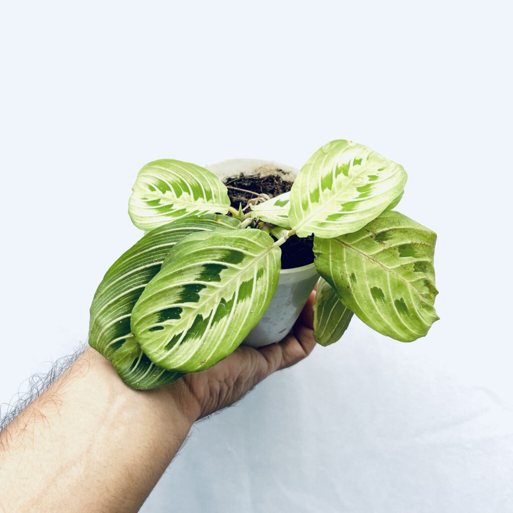 Urban Roots - Urban Roots Plants that thrive, delivered to your doorstep.