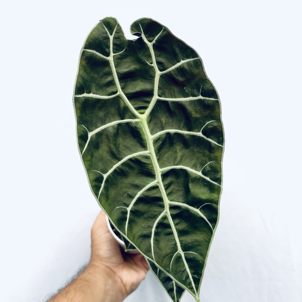 Urban Roots - Urban Roots Plants that thrive, delivered to your doorstep.