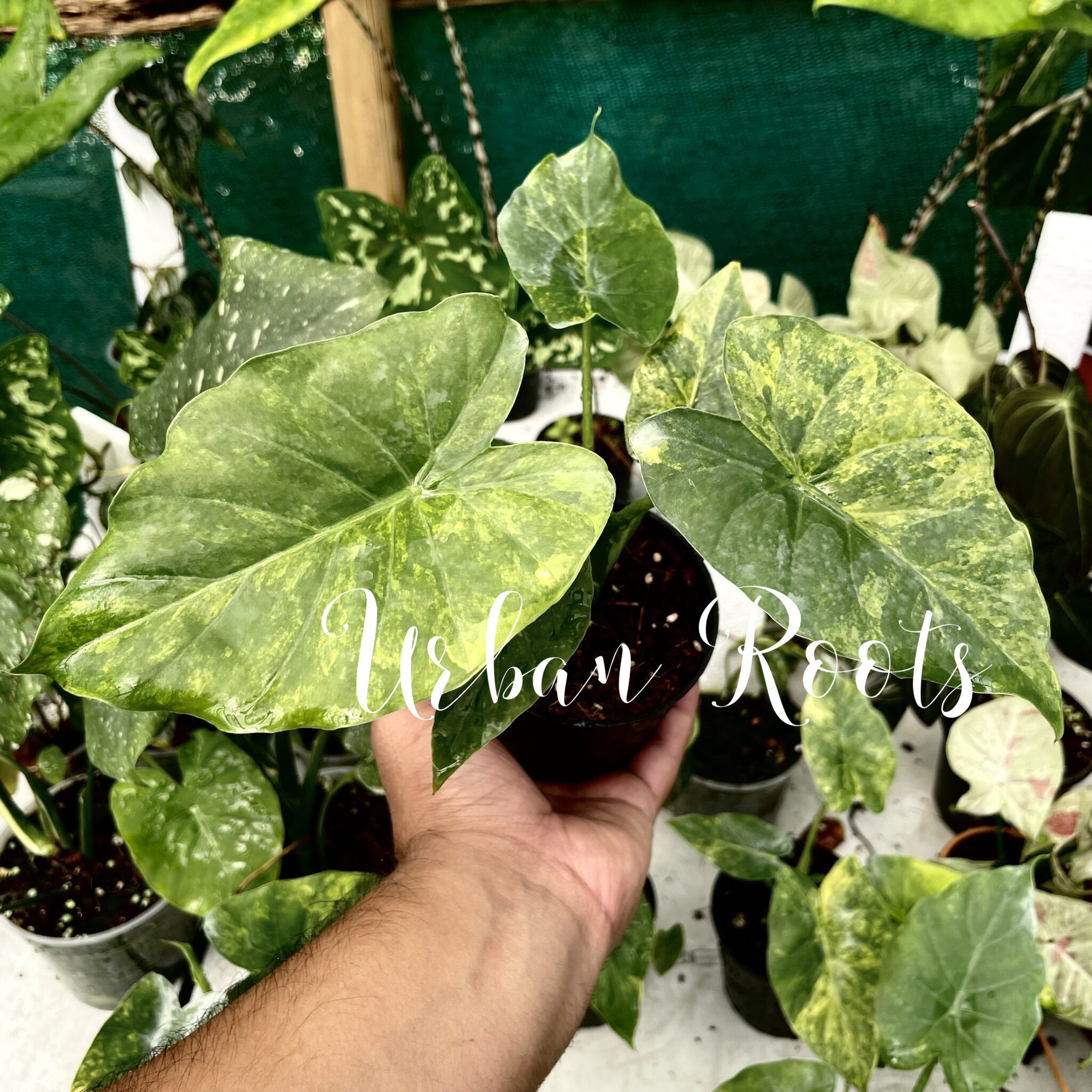 Alocasia Giganteum Aurea - Urban Roots
