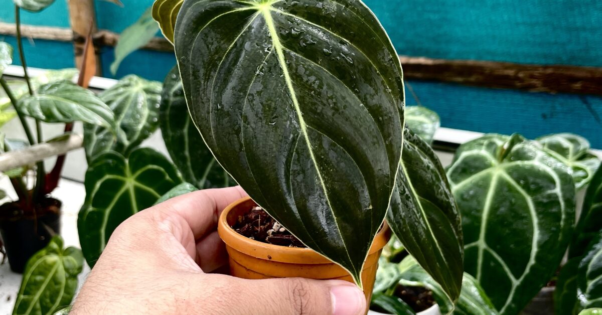 Philodendron Melanochrysum- Node Propogated - Urban Roots