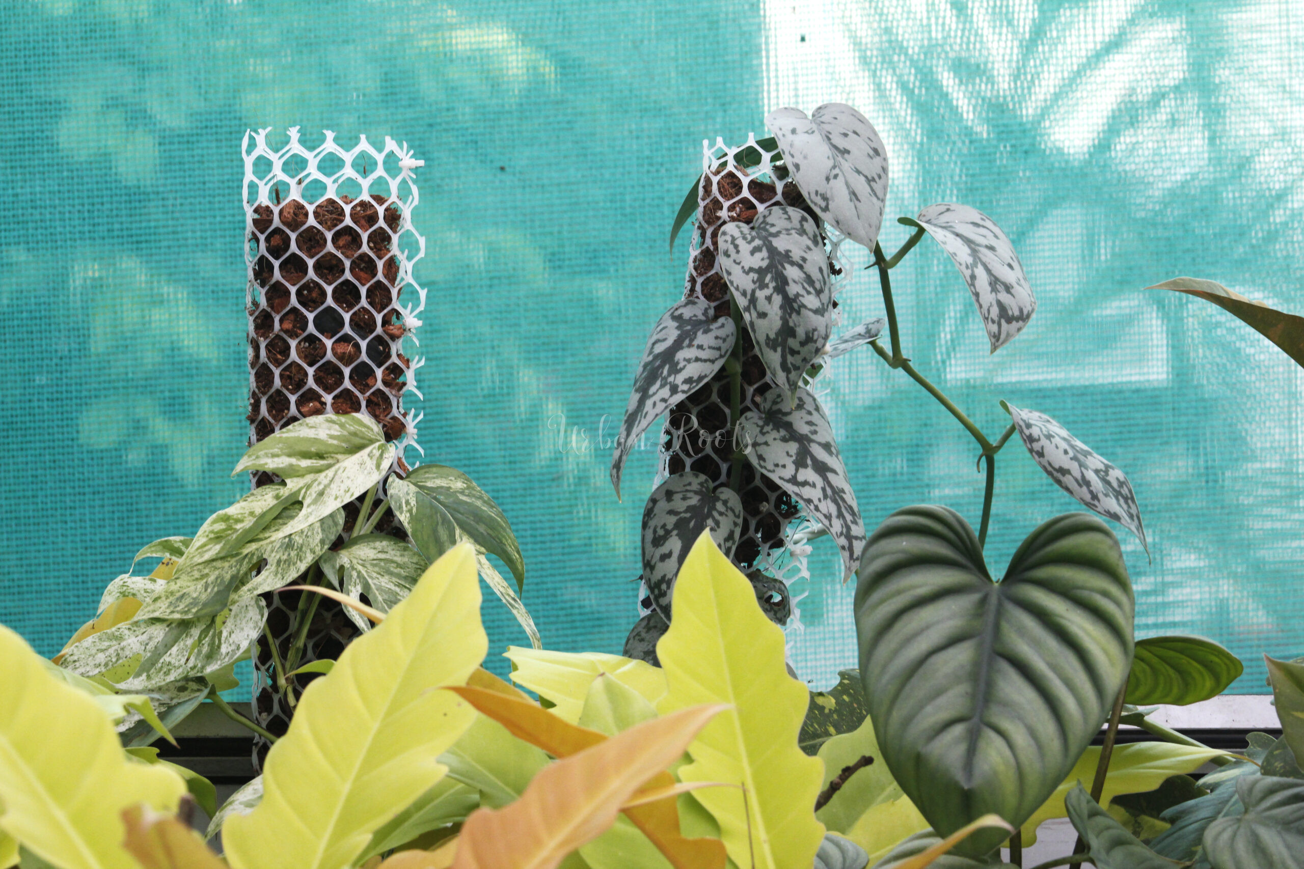 Urban Roots - Urban Roots Rare Plants Store